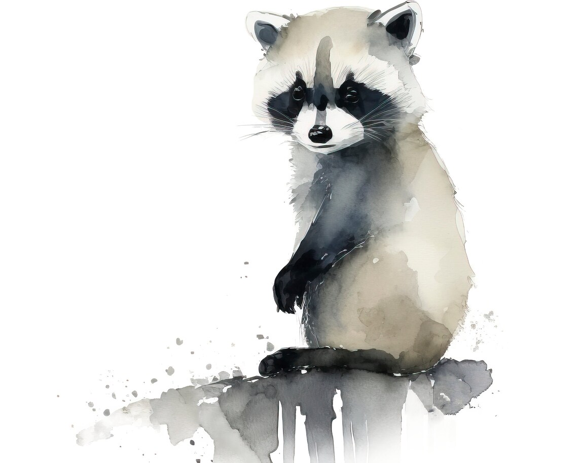 Raccoon Png Watercolor Raccoon Raccoon Clipart Raccoon - Etsy