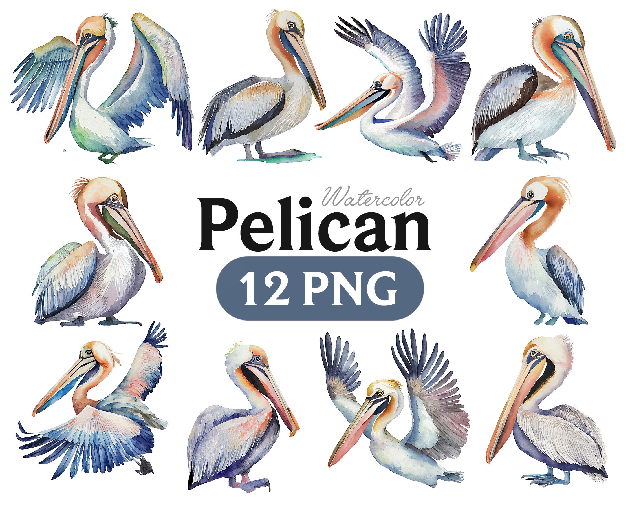 Pelican Watercolor Clipart Pelican Watercolor Pelican - Etsy