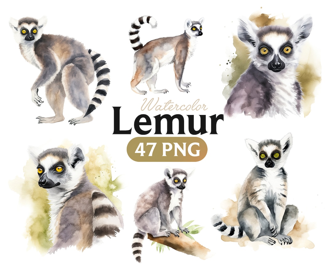 Lemur Watercolor Clipart: Animal Wall Art PNG (digital Download) - Etsy