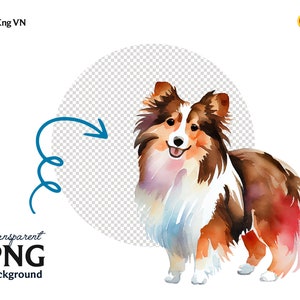 Sheltie Watercolor Clipart, Sheltie Watercolor Png, Cute Shetland ...