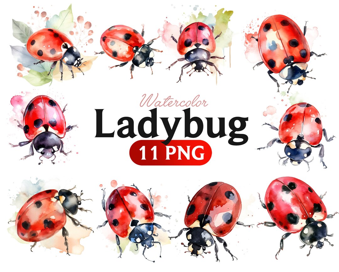 Ladybug Watercolor Clipart Illustration PNG - Etsy