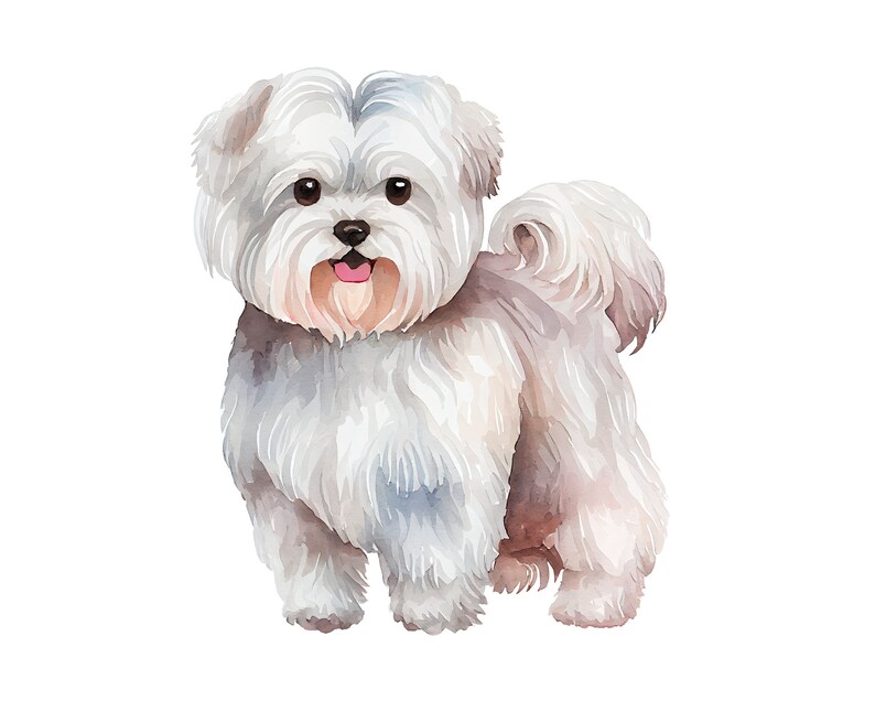 Maltese Dog Clipart Maltese Dog Watercolor Clipart Cute - Etsy