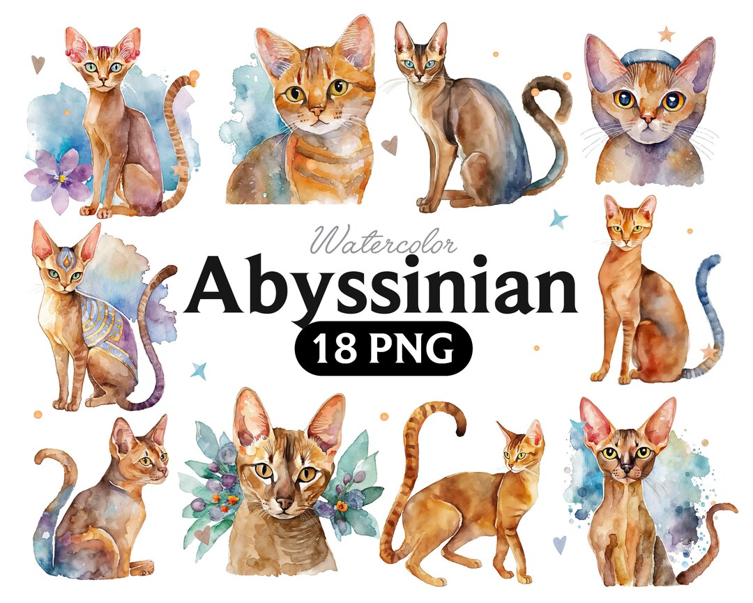 Abyssinian Watercolor Clipart, Abyssinian Watercolor Png, Cute ...