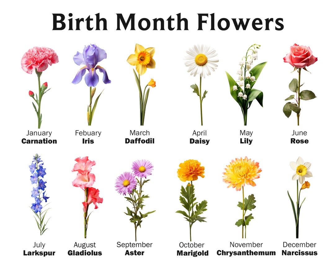 Birth Month Flowers Clipart Bundle: Floral Digital Designs (PNG Files ...