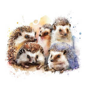 Hedgehog Png, Watercolor Hedgehog, Hedgehog Clipart, Hedgehog PNG ...
