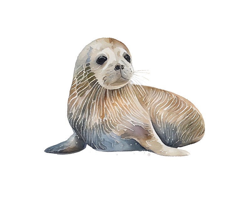 Seal Watercolor Clipart Seal PNG Cute Baby Shower Graphics - Etsy