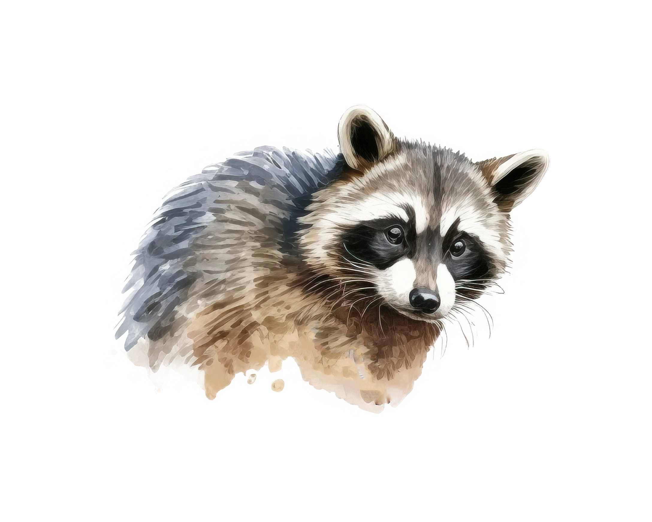 Watercolor Raccoon Raccoon Clipart Raccoon Animal Raccoon - Etsy