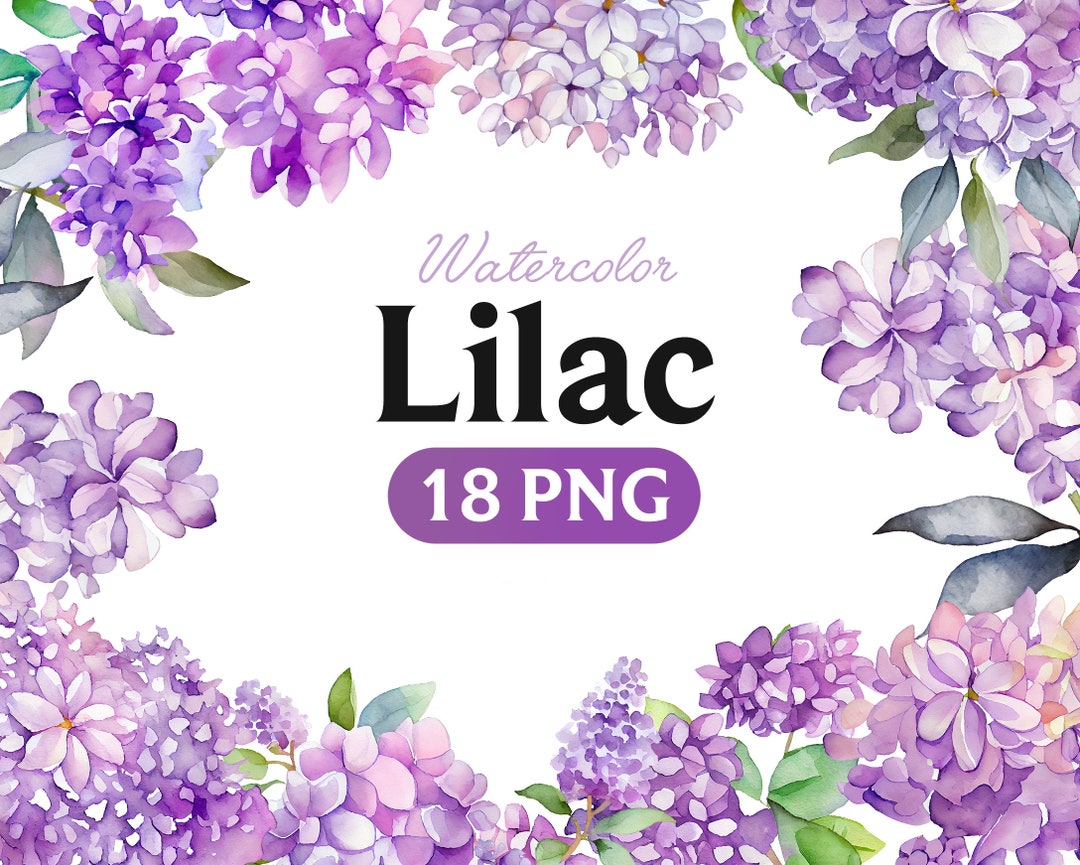 Lilac Watercolor Floral Clipart, Lilac PNG, Purple Lilac, Spring ...
