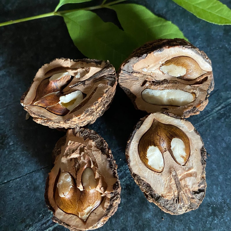 Black Walnut Shells - Etsy