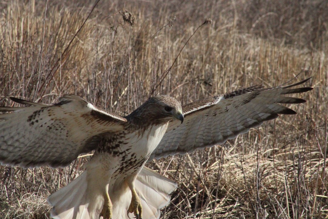 Coopers Hawk in Flight Photo - Etsy