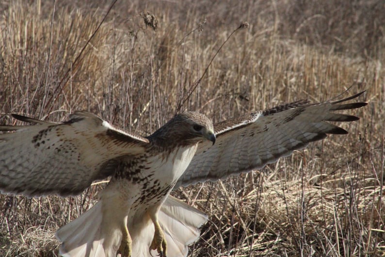 Coopers Hawk in Flight Photo - Etsy