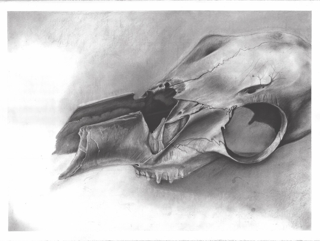 Charcoal Deer Skull Drawing Etsy