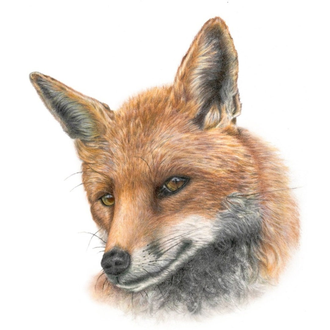 Fox, Coloured Pencil Drawing Print, Wildlife Art, Artwork Signed by ...