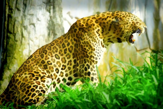 Jaguar Animal Roar
