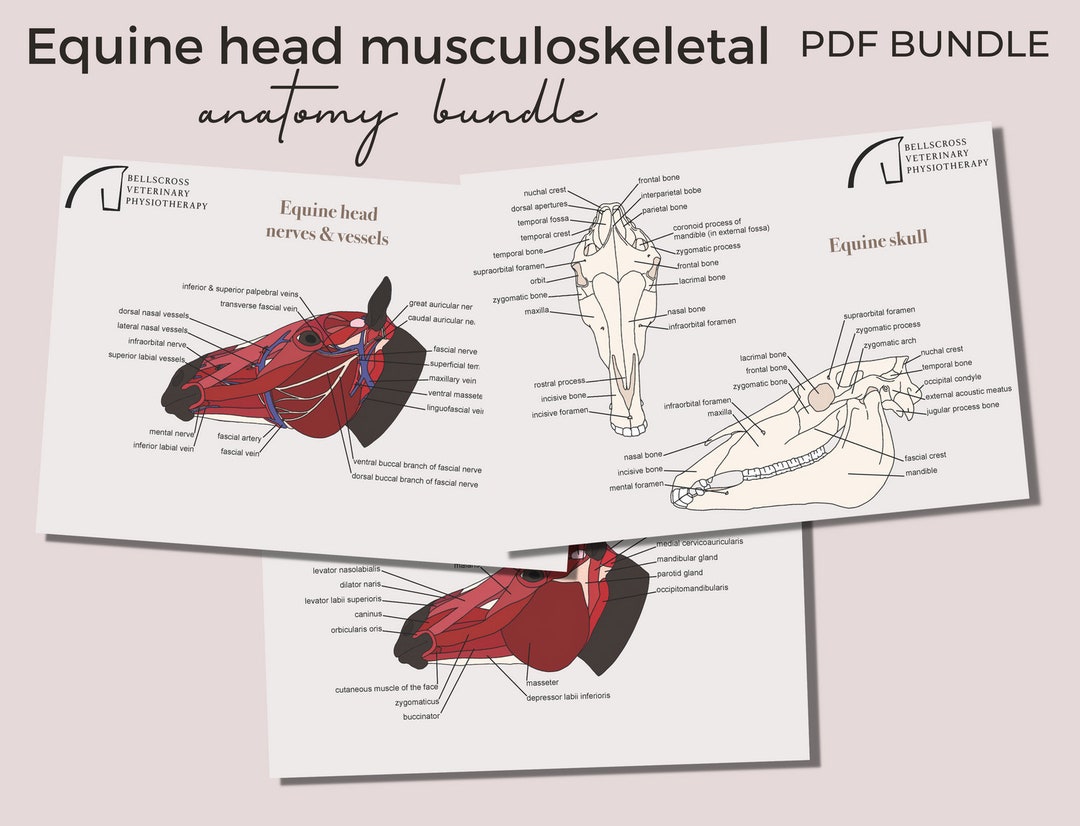 Equine Head Musculoskeletal Anatomy Bundle PDF Skull - Etsy