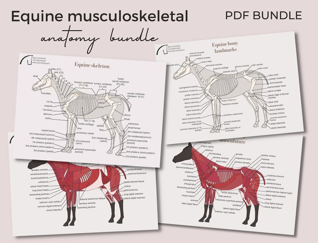 Equine Musculoskeletal Anatomy Bundle PDF Skeleton, Bony Landmarks ...