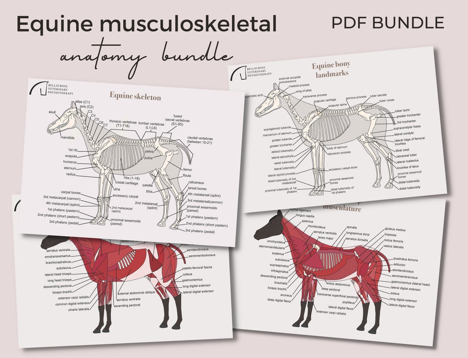 Equine Musculoskeletal Anatomy Bundle PDF Skeleton, Bony Landmarks ...