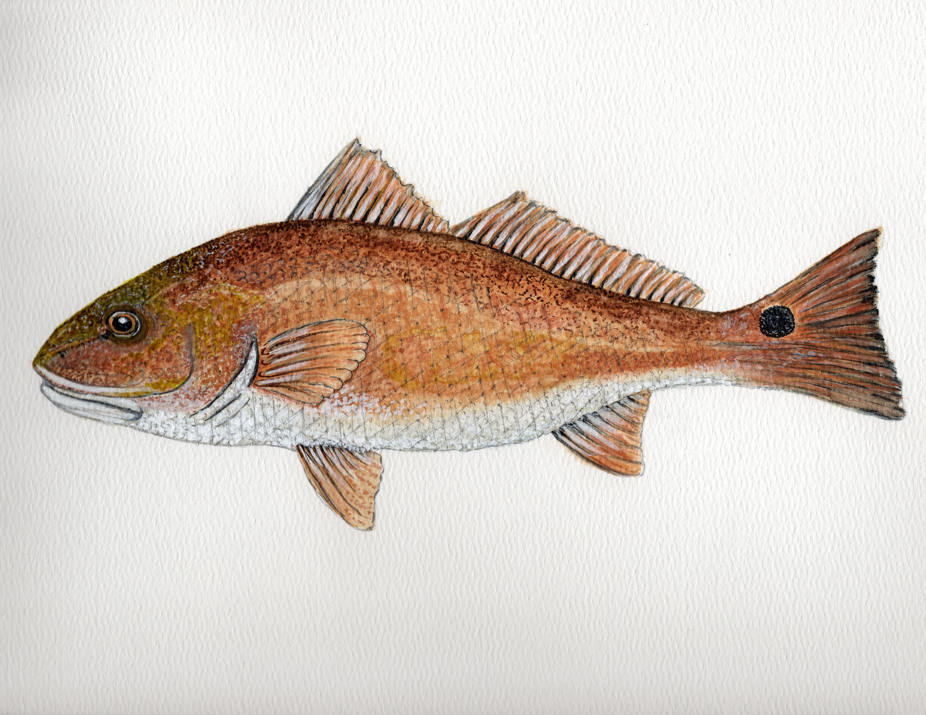 Redfish Watercolor Art Print: Coastal Beach House Decor - Etsy
