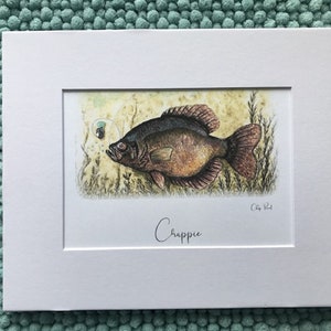 Watercolor Crappie Fish Art Print Hand Painted Fresh Water Crappie Fish ...