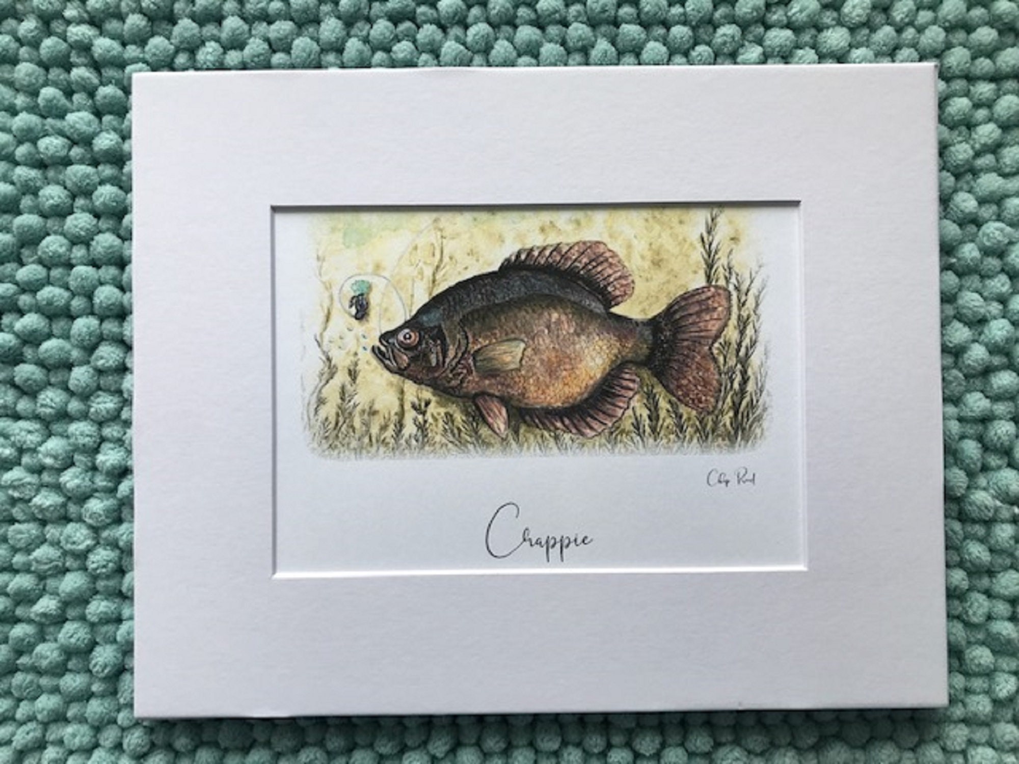Watercolor Crappie Fish Art Print Hand Painted Fresh Water - Etsy