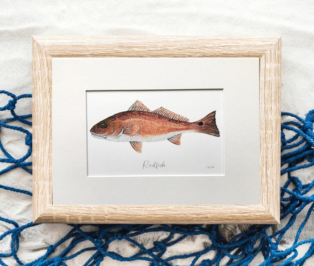 Redfish Watercolor Art Print: Coastal Beach House Decor - Etsy