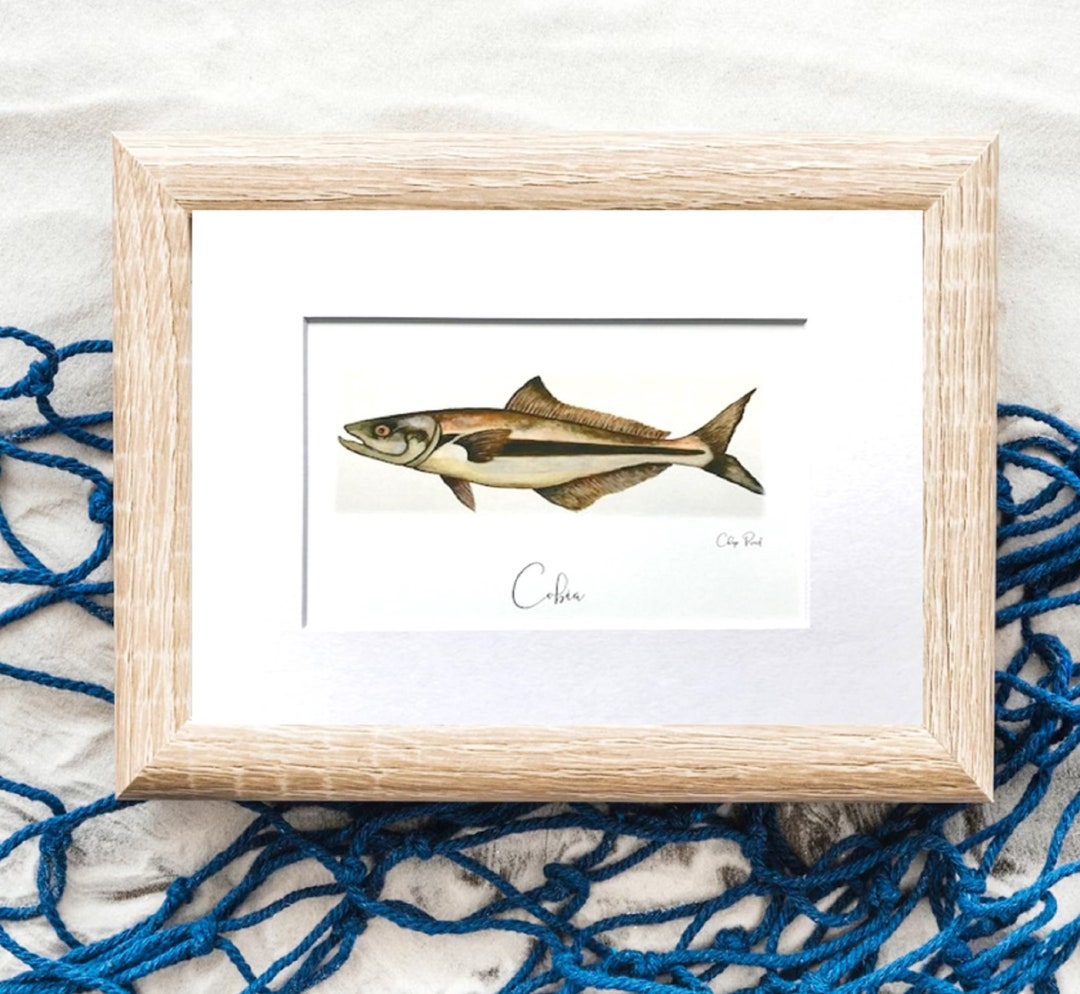 Cobia Fish Watercolor Art Print: Coastal Beach House Decor - Etsy