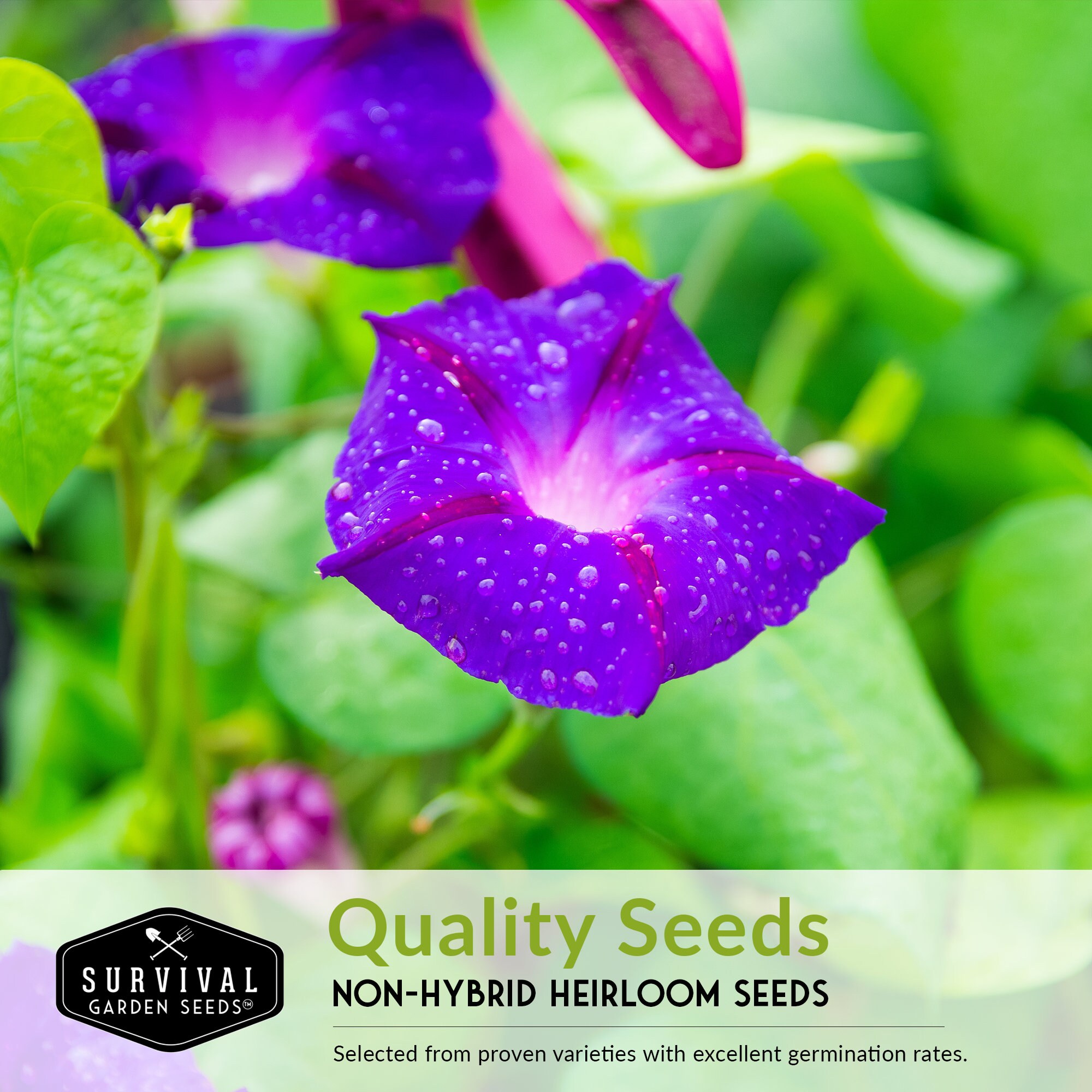 10-variety Heirloom Flower Seed Collection – Non-gmo Annuals ...