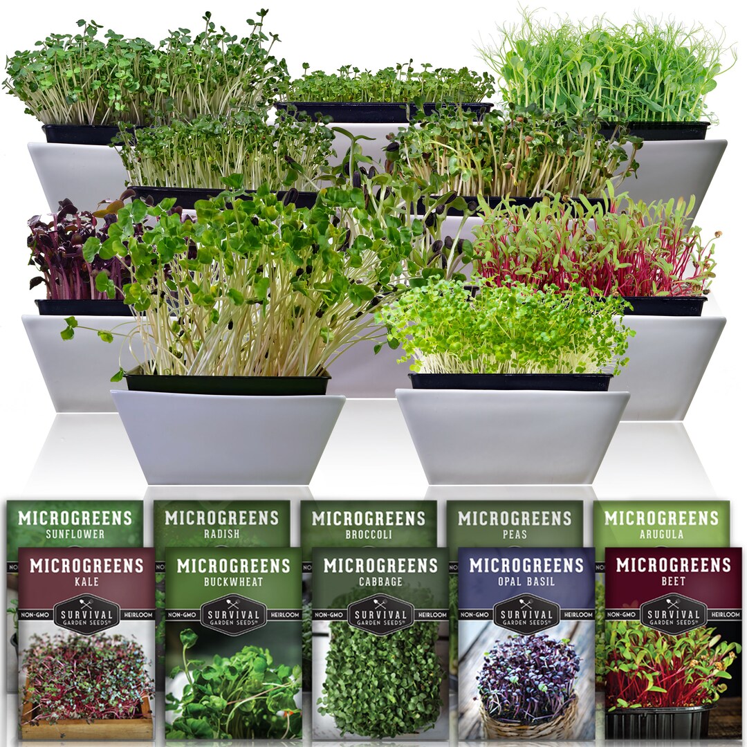 Microgreens Seeds 10 Pack of Non-gmo Heirloom Microgreens Seeds Arugula, Basil, Broccoli ...