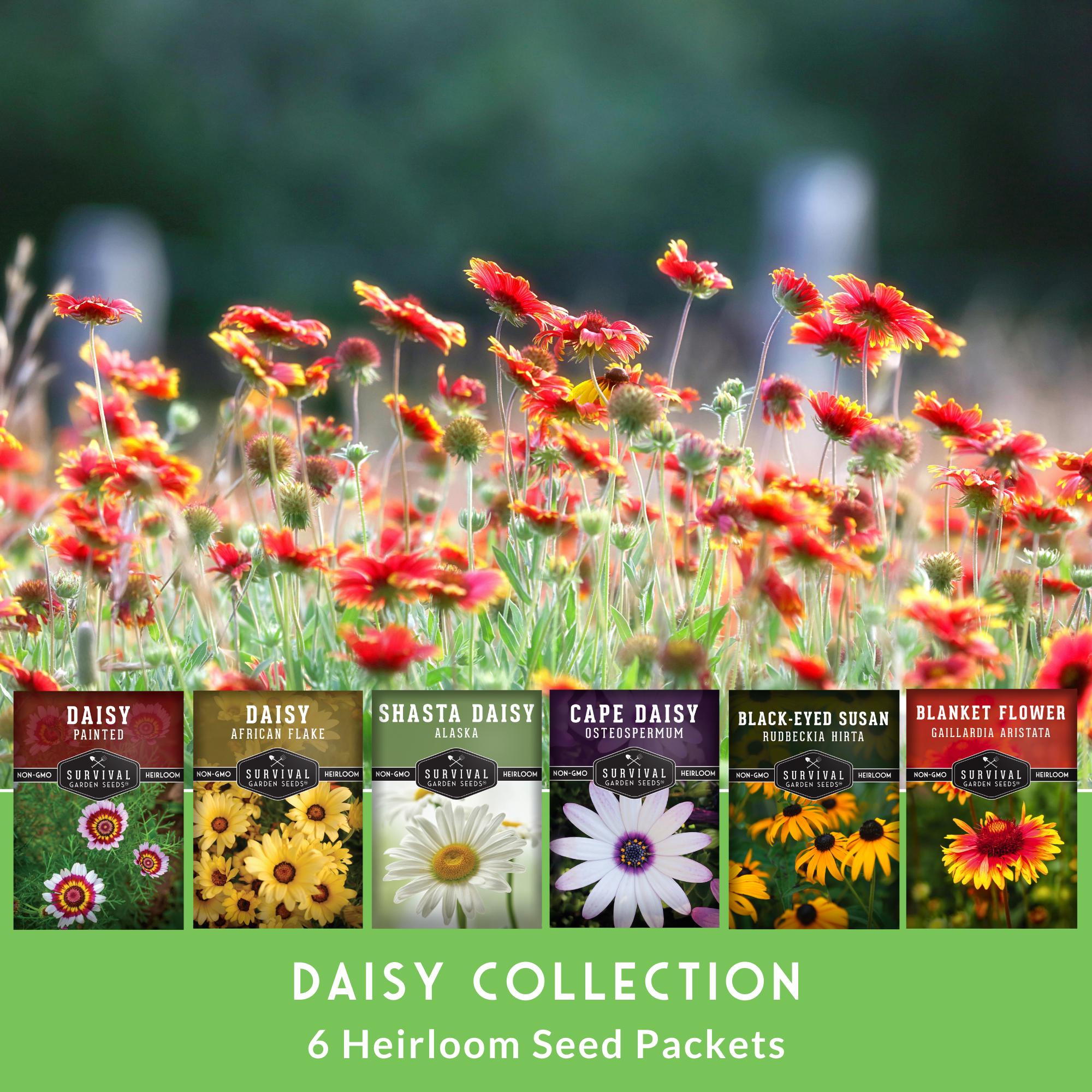 Daisy Flower Seed Collection | 6 Variety Heirloom Seed Packets ...