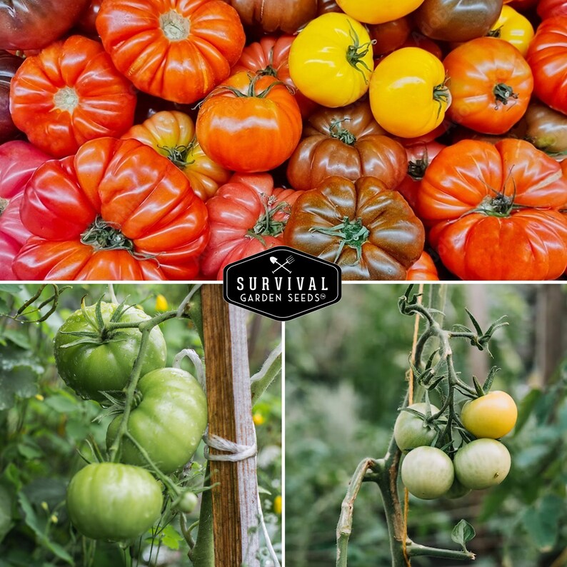 Heirloom Tomato Seed Collection: Colorful Varieties - 5 Packets - Etsy
