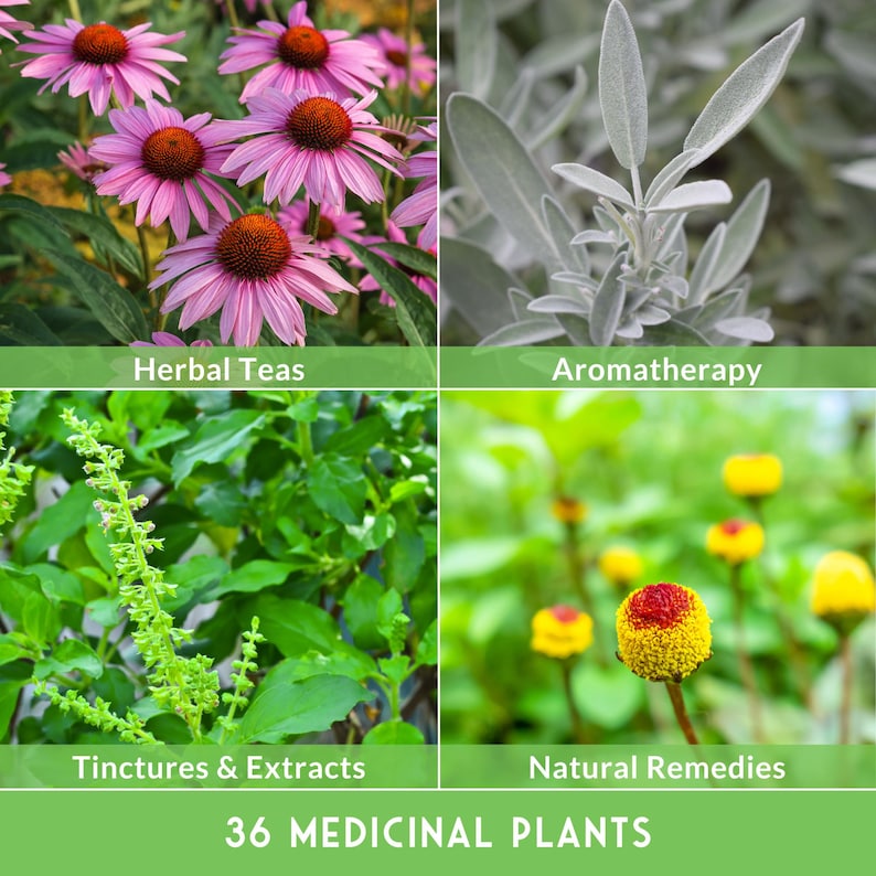 Medicinal Herb Garden - 36 Heirloom Seed Varieties for a Wellness ...