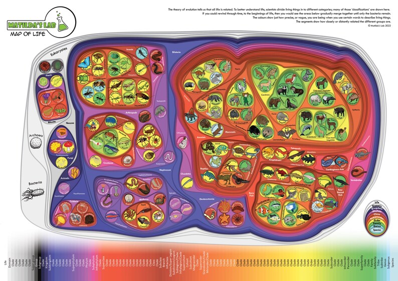 Fine Art Posters Evolutionary Tree of Life Poster, Map of Life, Science ...