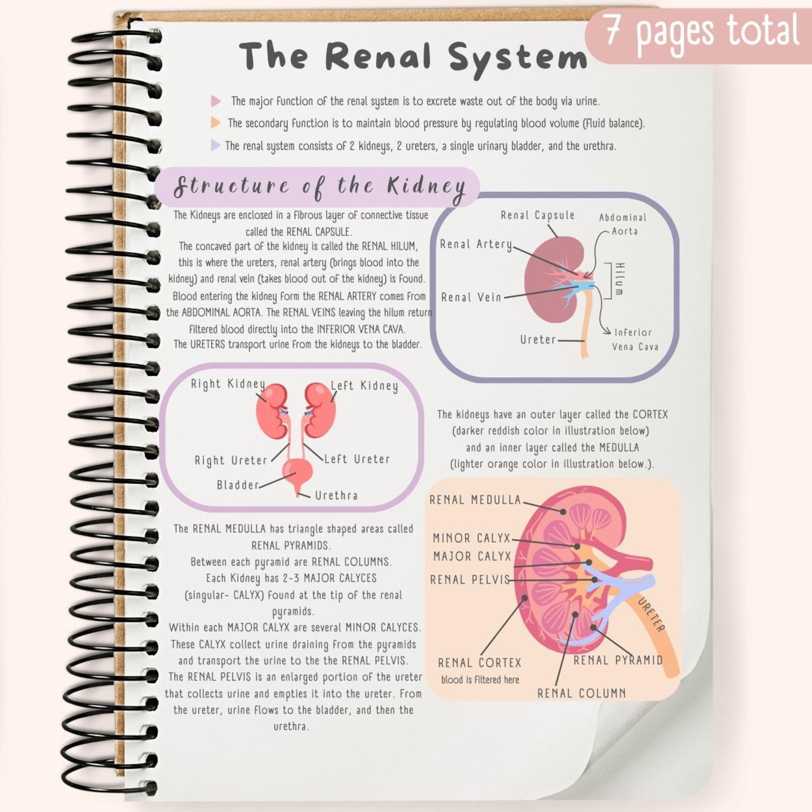 The Renal System Study Guide - Etsy