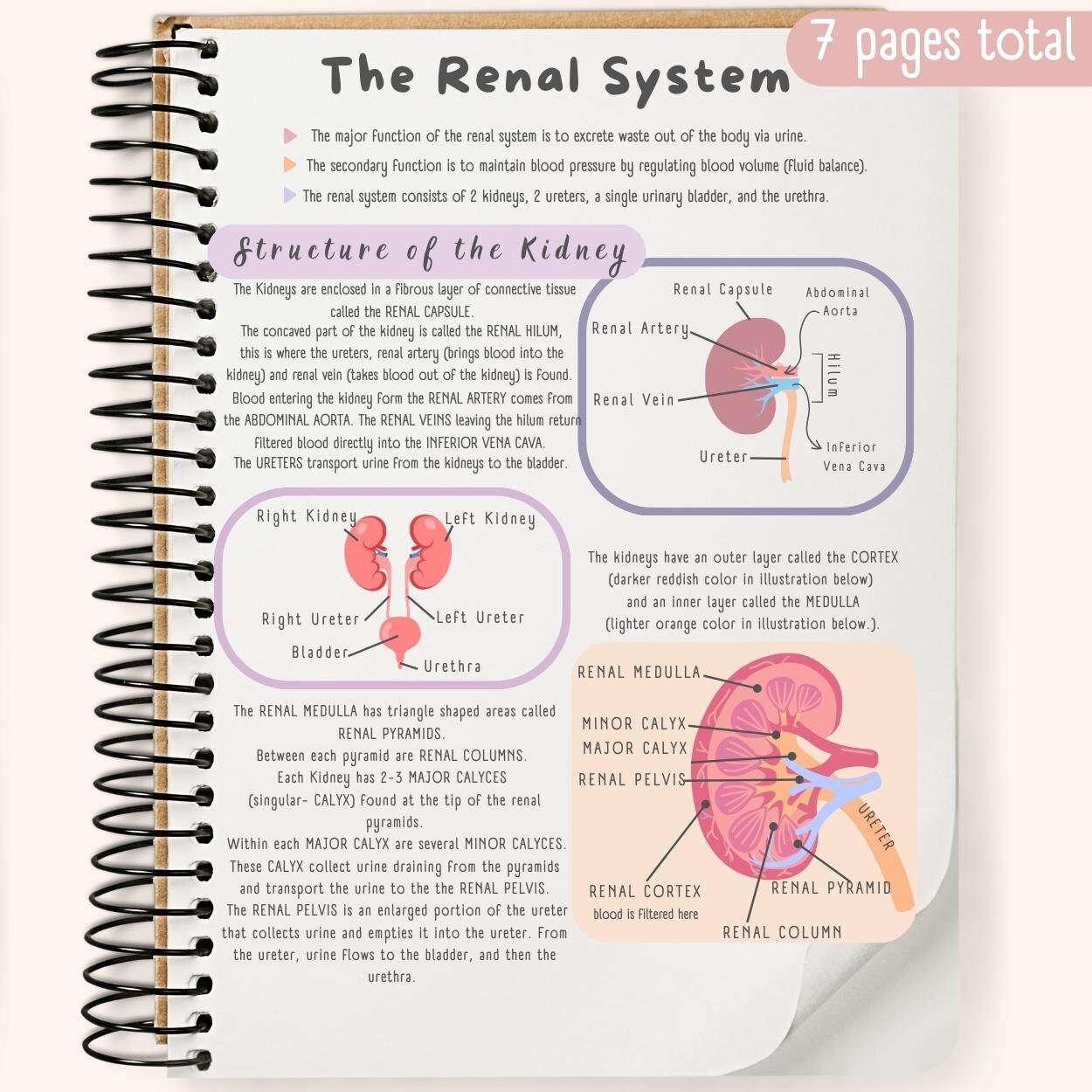 The Renal System Study Guide - Etsy