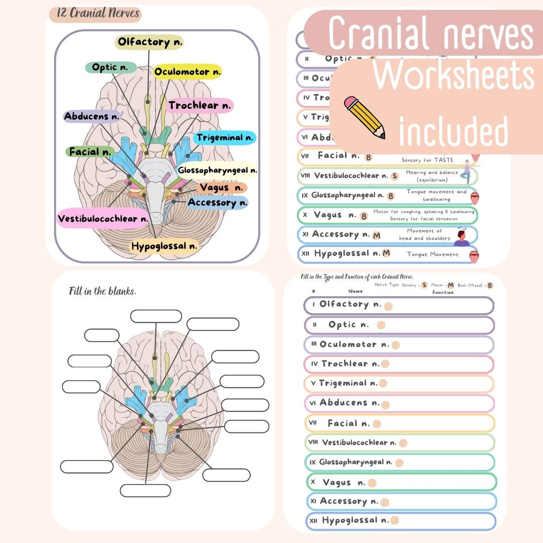 Cranial Nerves Worksheets - Etsy UK