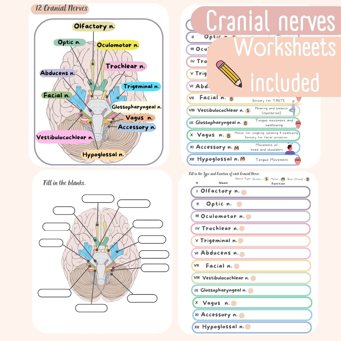Cranial Nerves Worksheets - Etsy