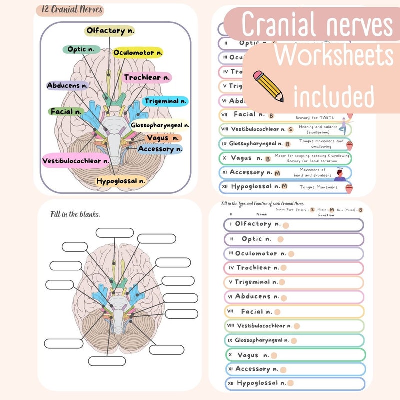 Cranial Nerves - Etsy