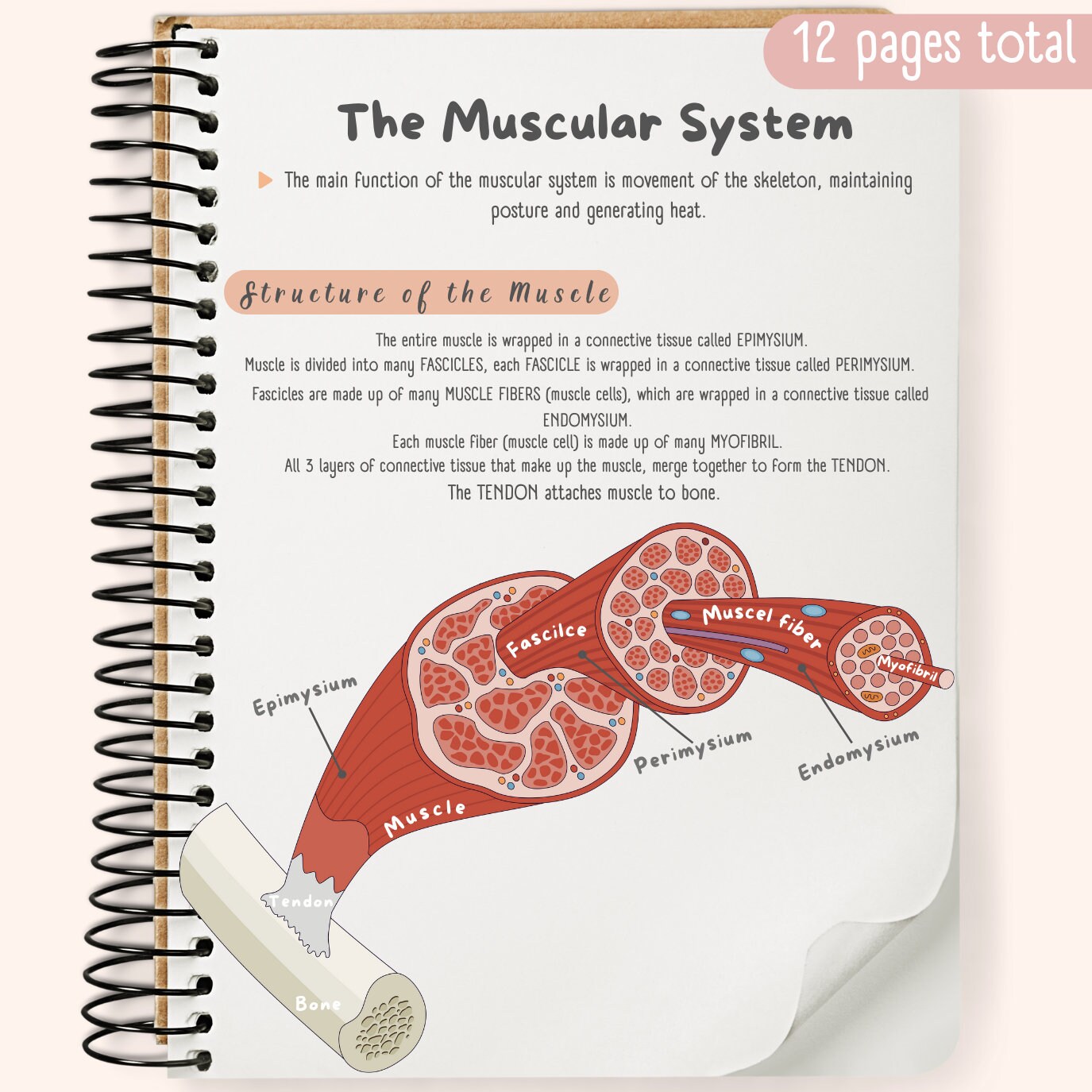 The Muscular System Study Guide - Etsy