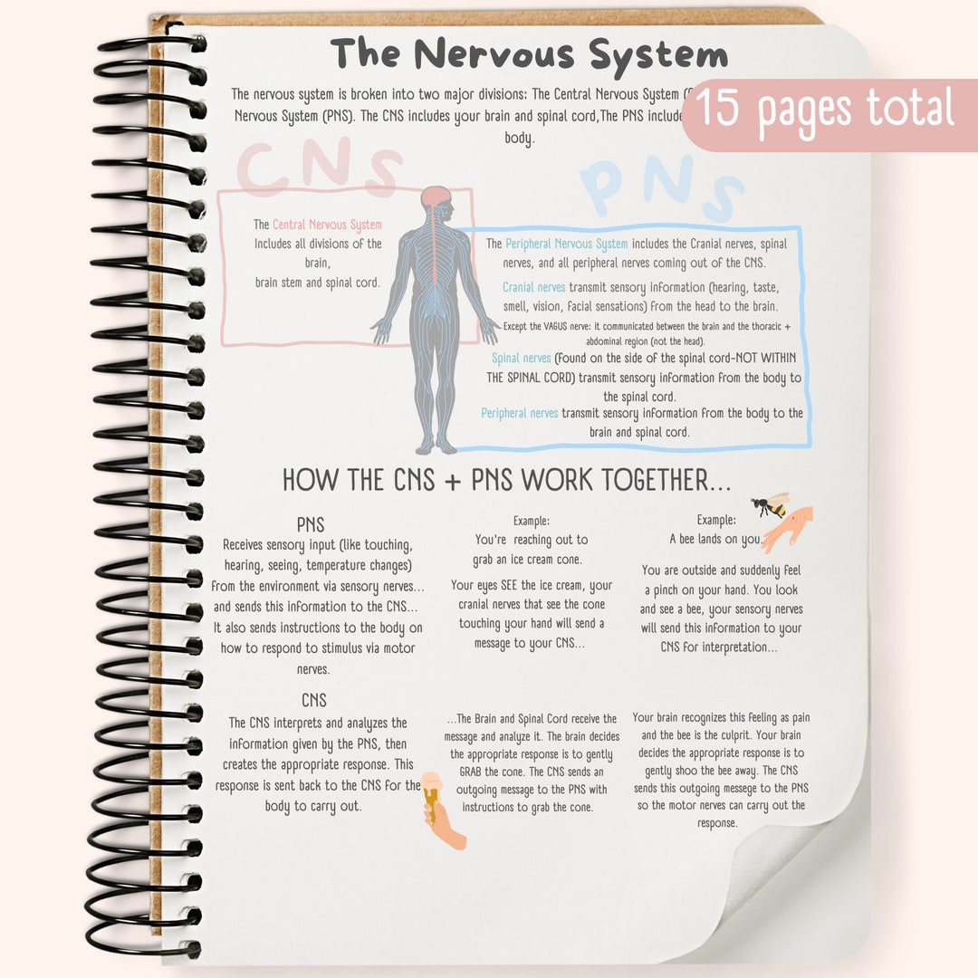 The Nervous System Study Guide - Etsy