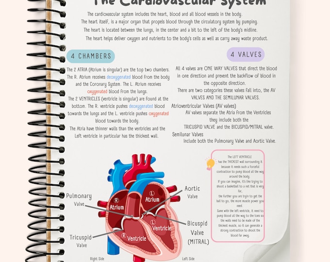The Cardiovascular System Study Guide - Etsy