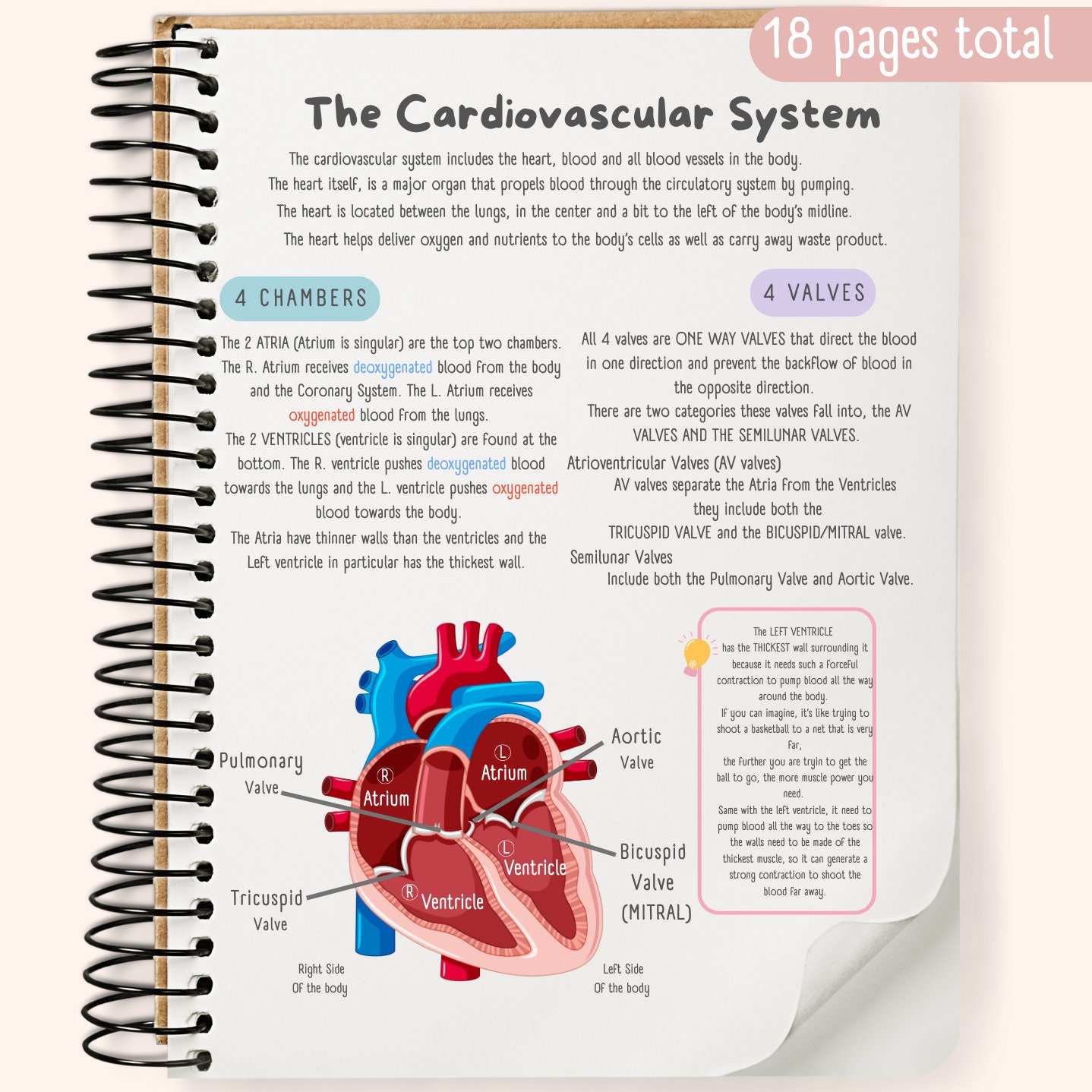 The Cardiovascular System Study Guide - Etsy