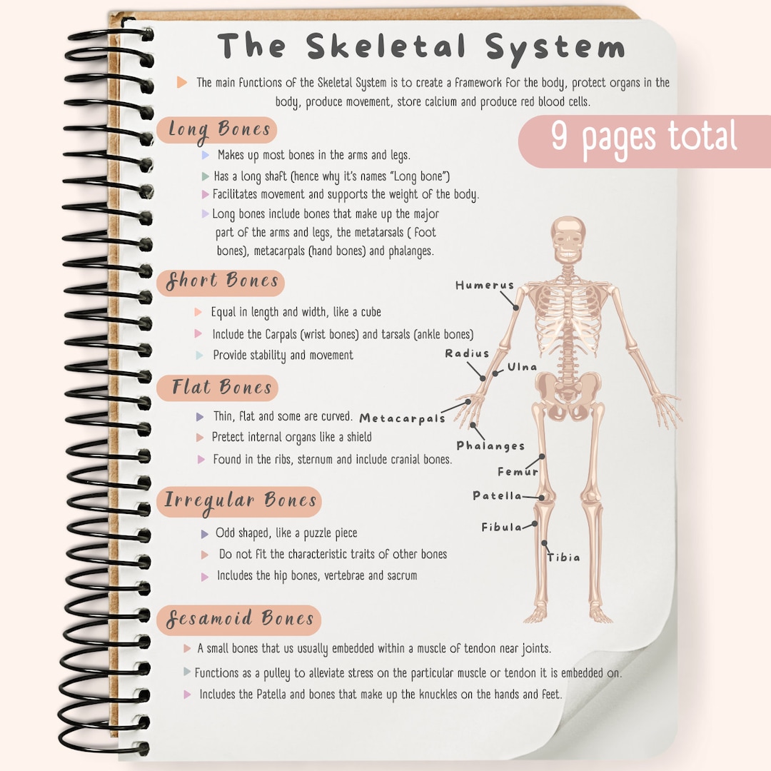 The Skeletal System Study Guide - Etsy
