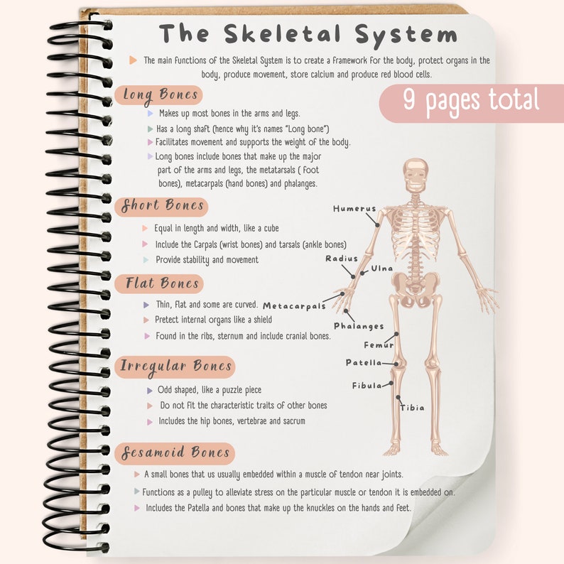 The Skeletal System Study Guide - Etsy