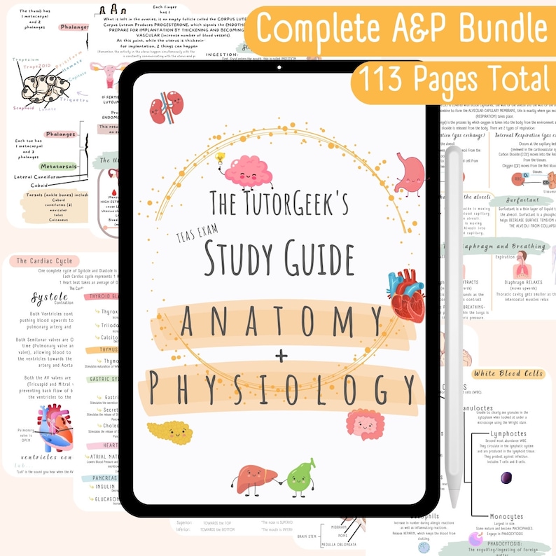 TEAS 7 EXAM Anatomy & Physiology Study Guide - Etsy Australia