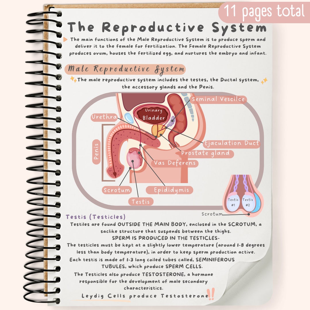 The Reproductive System Study Guide - Etsy