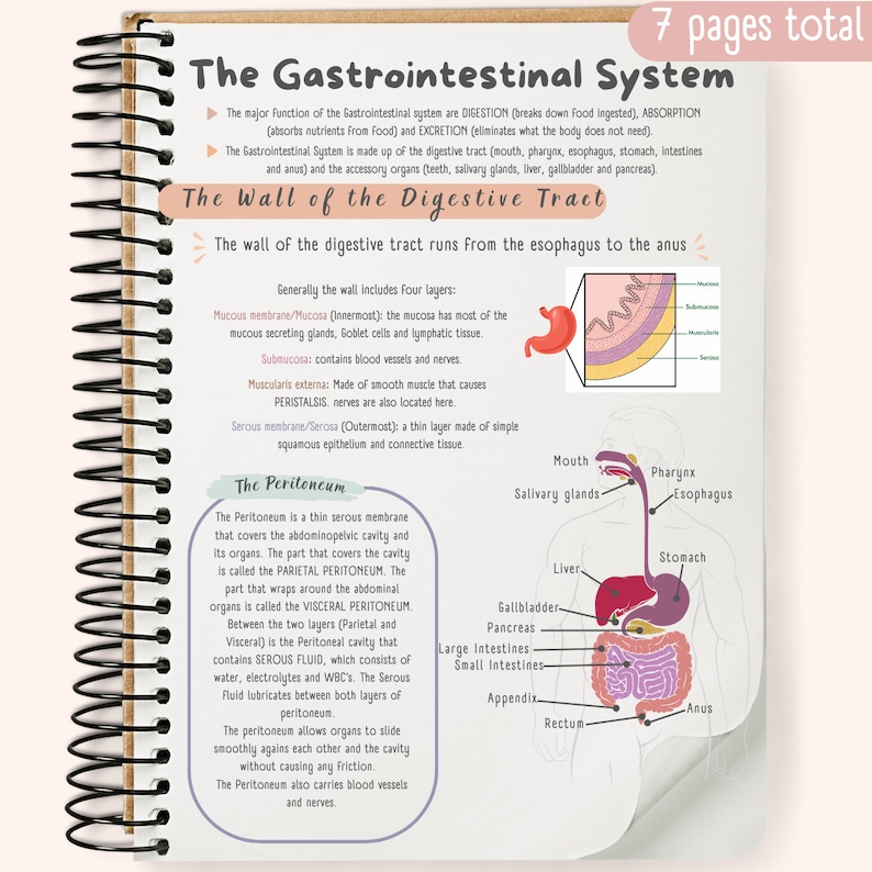 The Gastrointestinal System Study Guide - Etsy