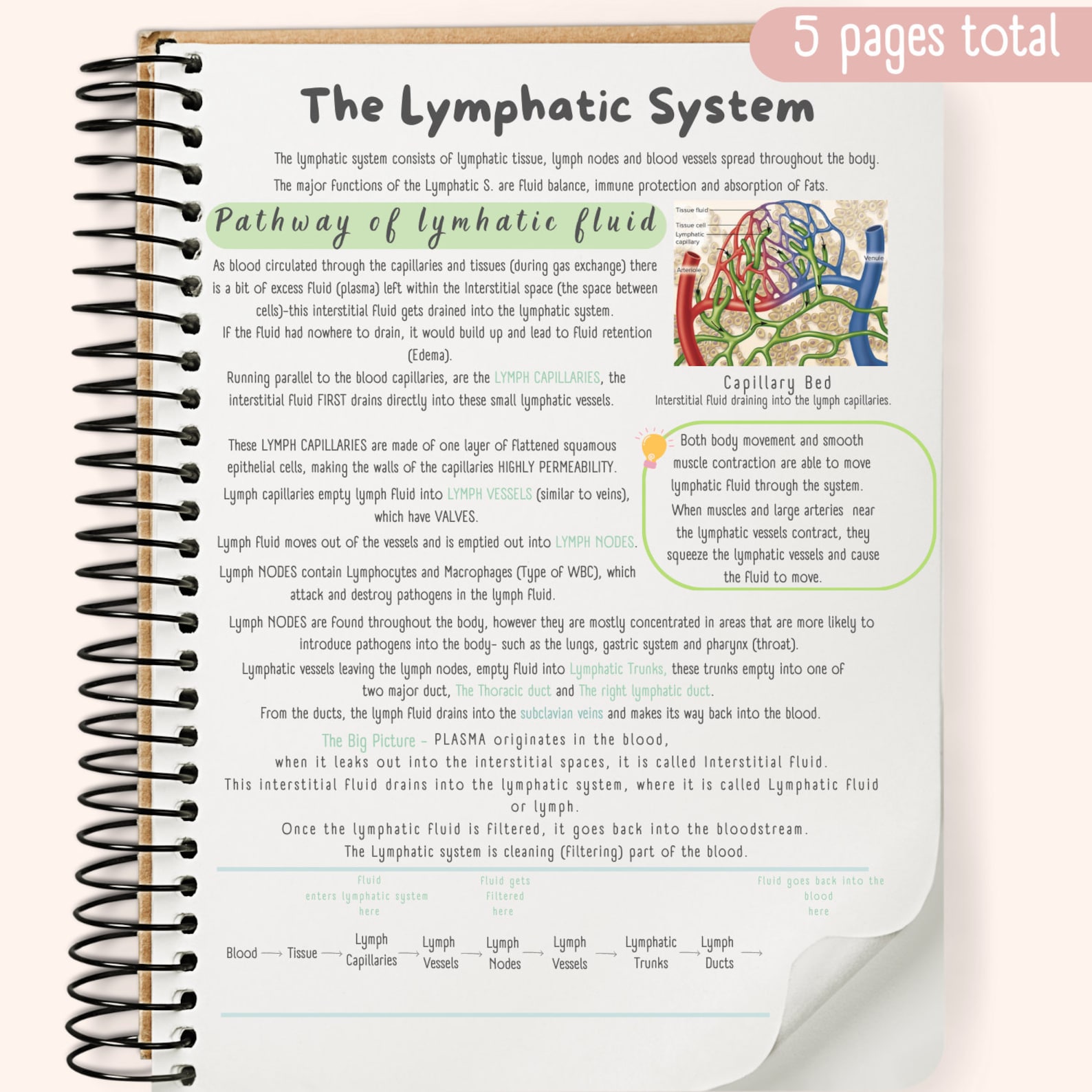 The Lymphatic/immune System - Etsy
