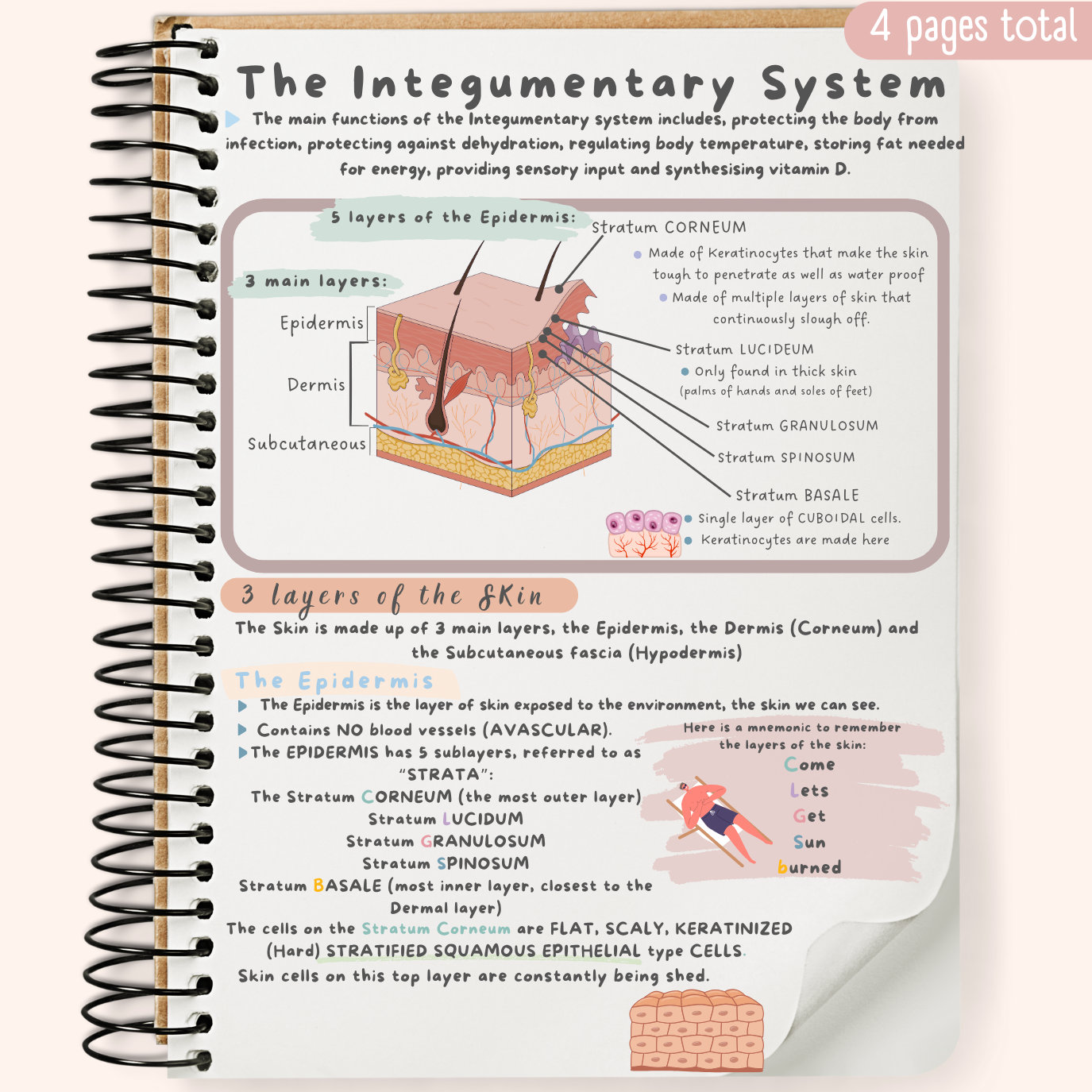 The Integumentary System Study Guide - Etsy