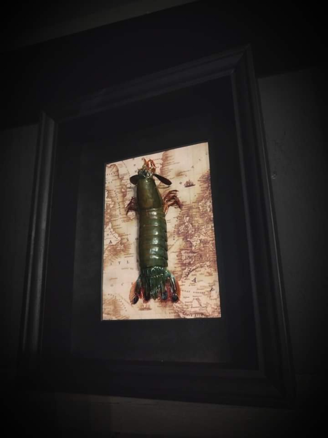 Mantis Shrimp Frame - Etsy