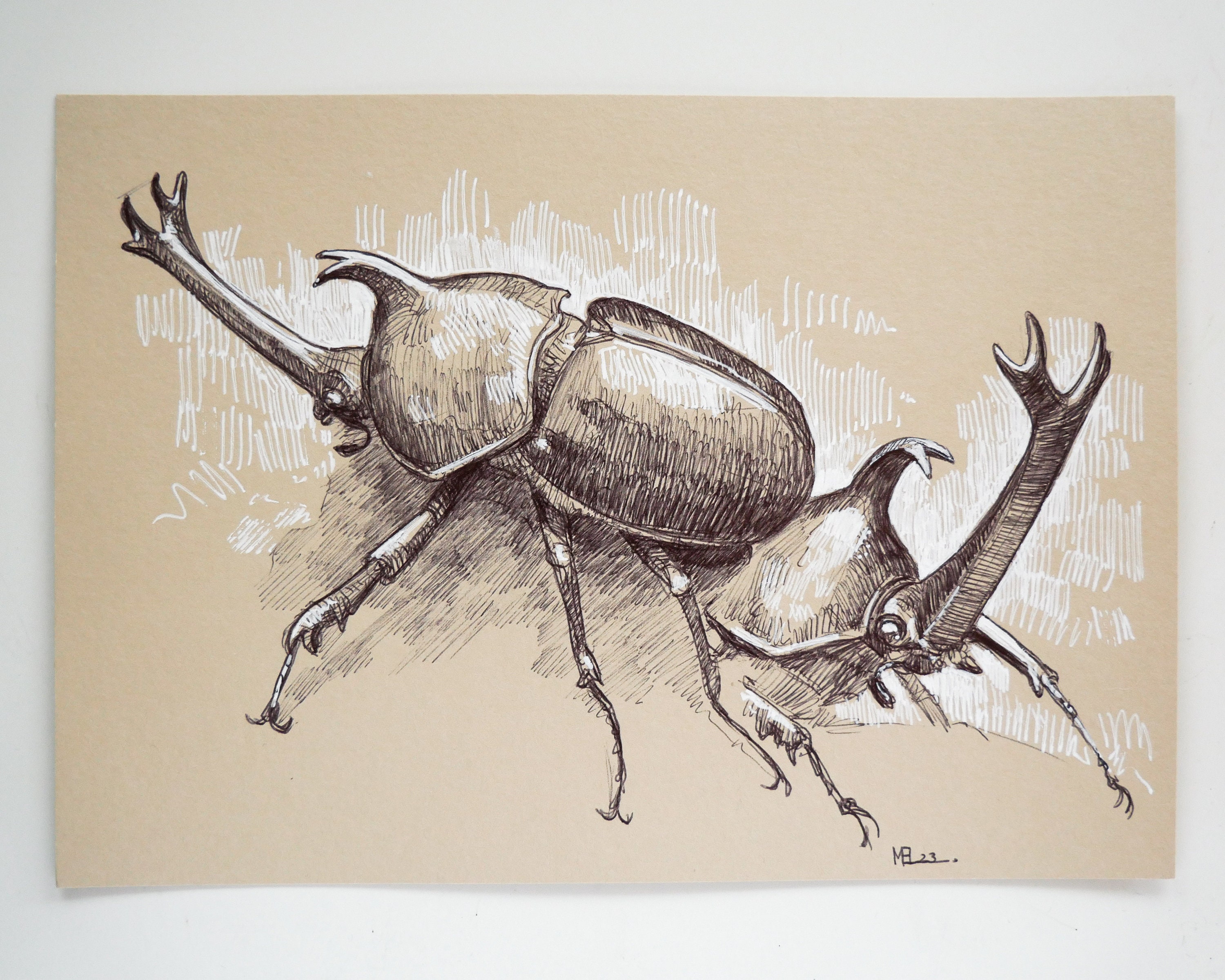 Japanese Rhinoceros Beetle Drawing